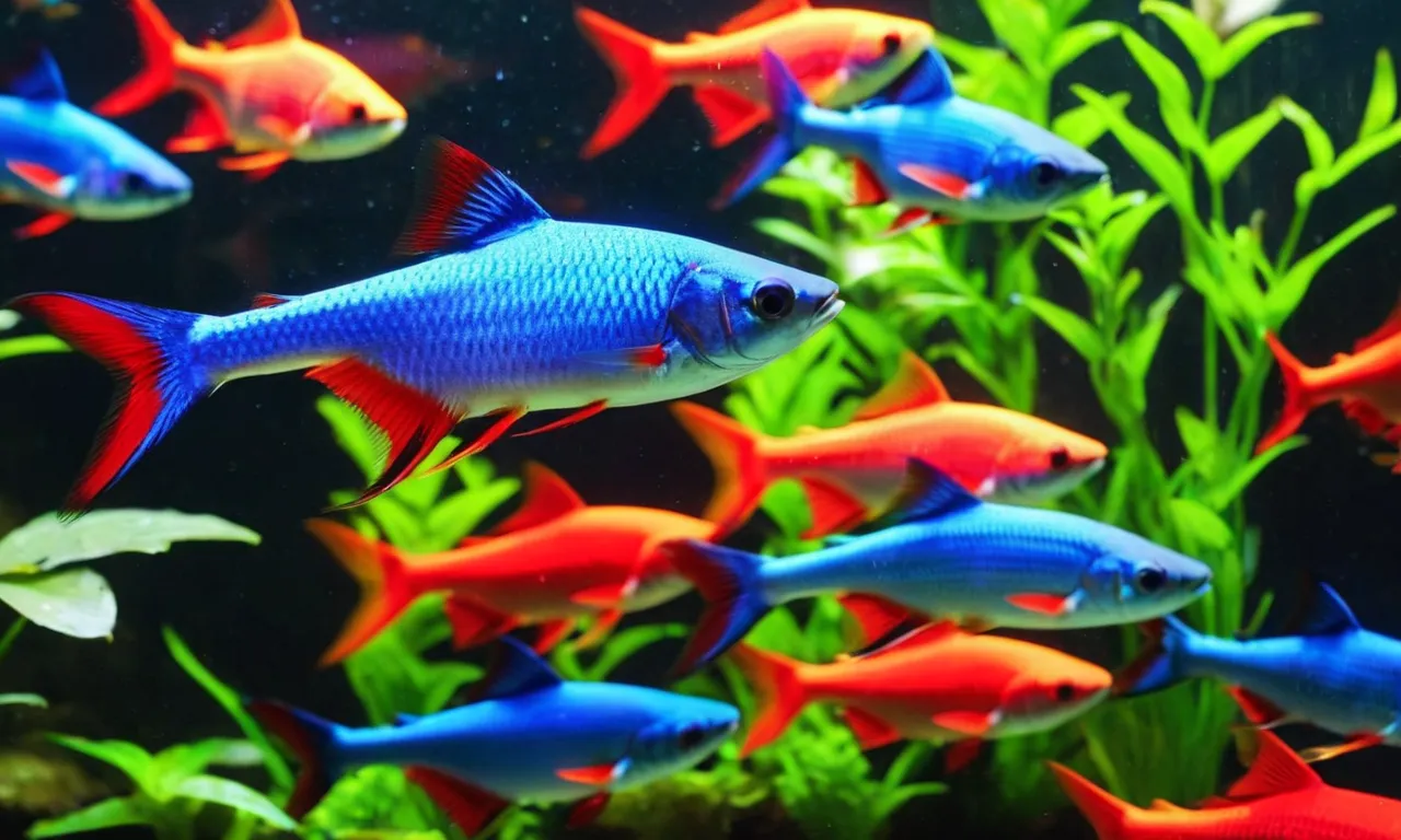 The Best 10 Gallon Tank Pets For Your Home - Berry Patch Farms