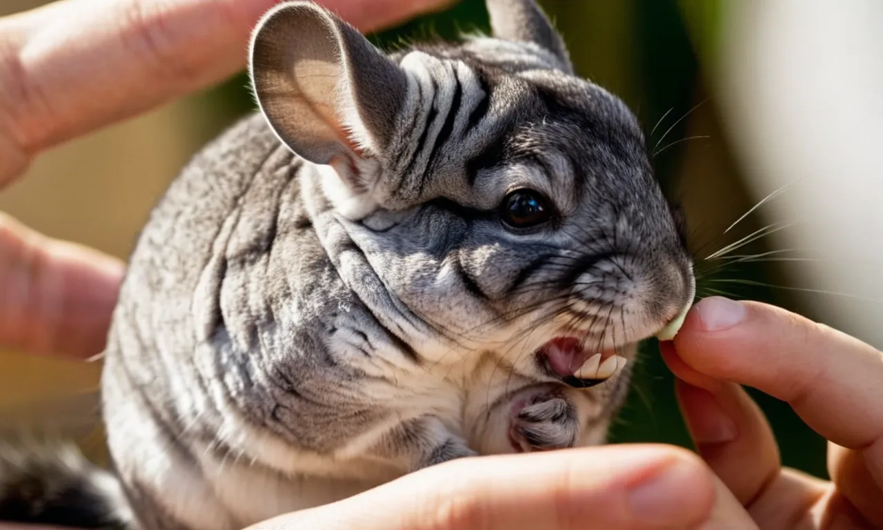 Do Chinchilla Bites Hurt? A Detailed Look - Berry Patch Farms