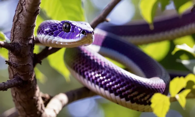The Longest Living Reptiles On Earth - Berry Patch Farms