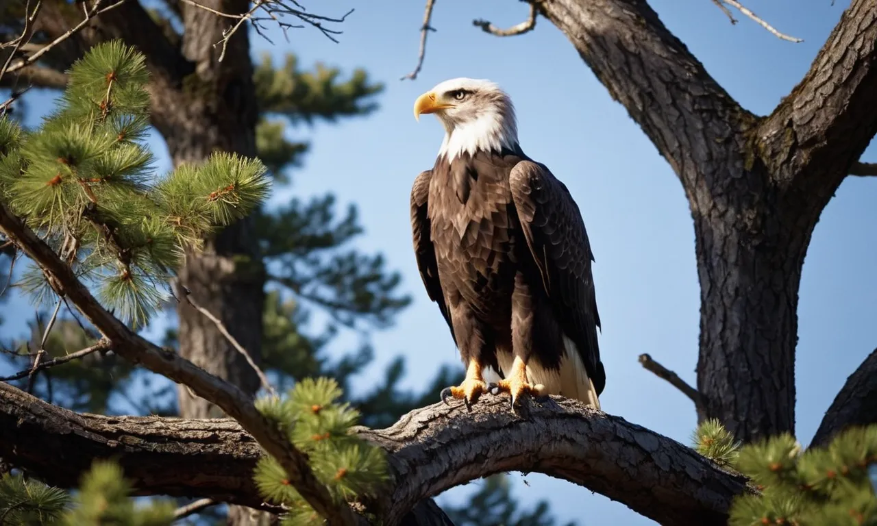 Will Bald Eagles Eat Cats? A Detailed Look At Bald Eagle Diet And ...